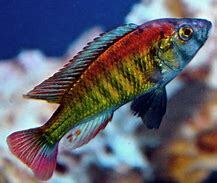 Tomato Hap | Shafer's African Cichlids